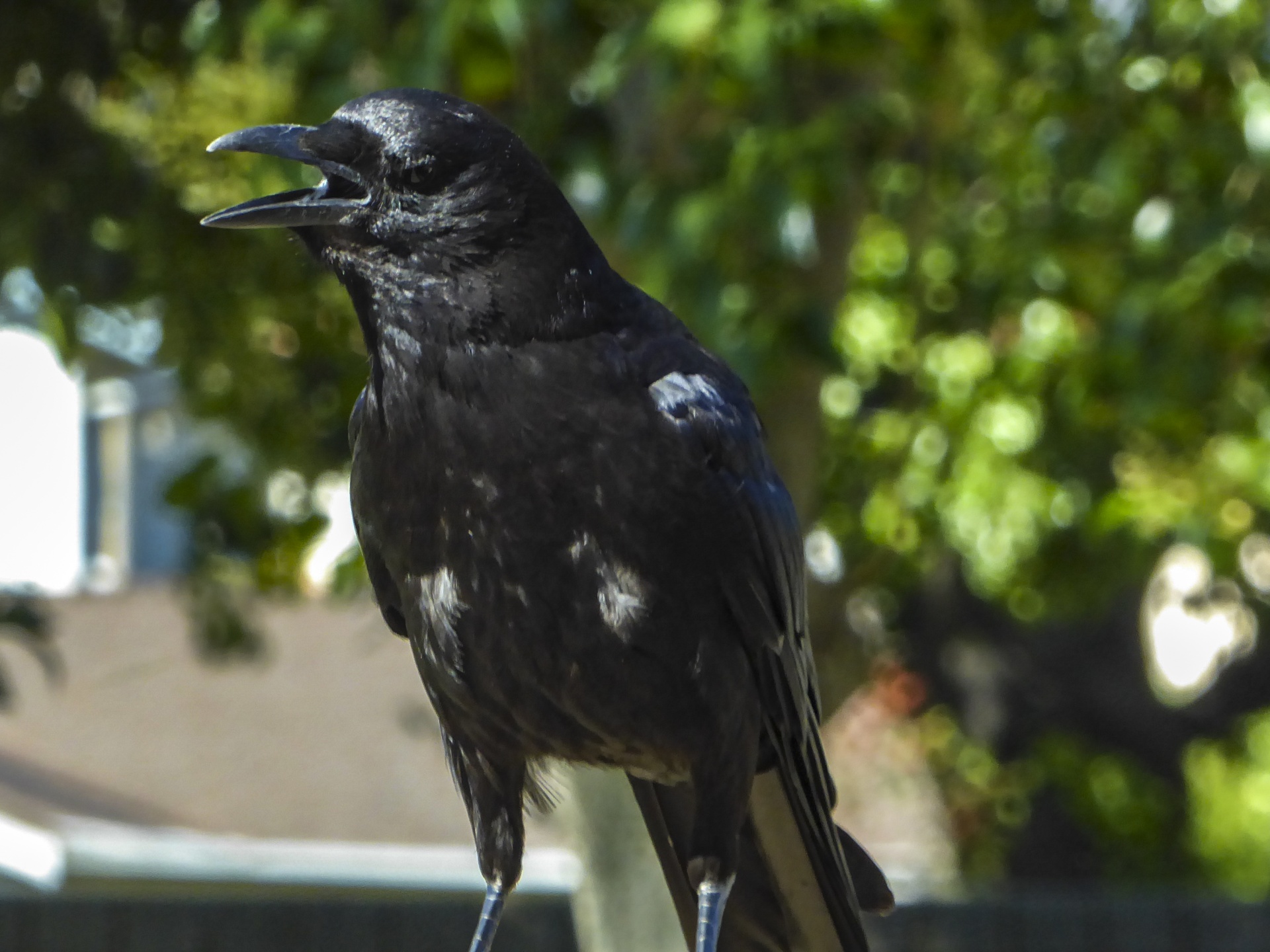 Read the poem “The Raven” by Edgar Allan Poe in English and French side ...